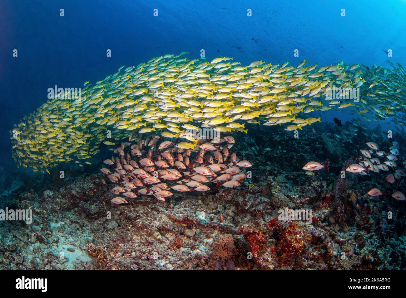 Hunchback snapper hi-res stock photography and images - Alamy