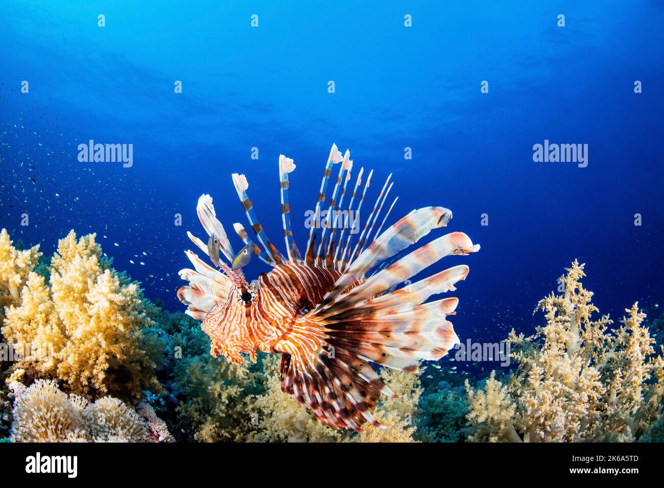 Lionfish tropical reef in hi-res stock photography and images - Alamy