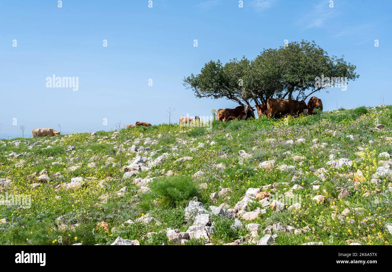 Tree grass slope hi-res stock photography and images - Alamy