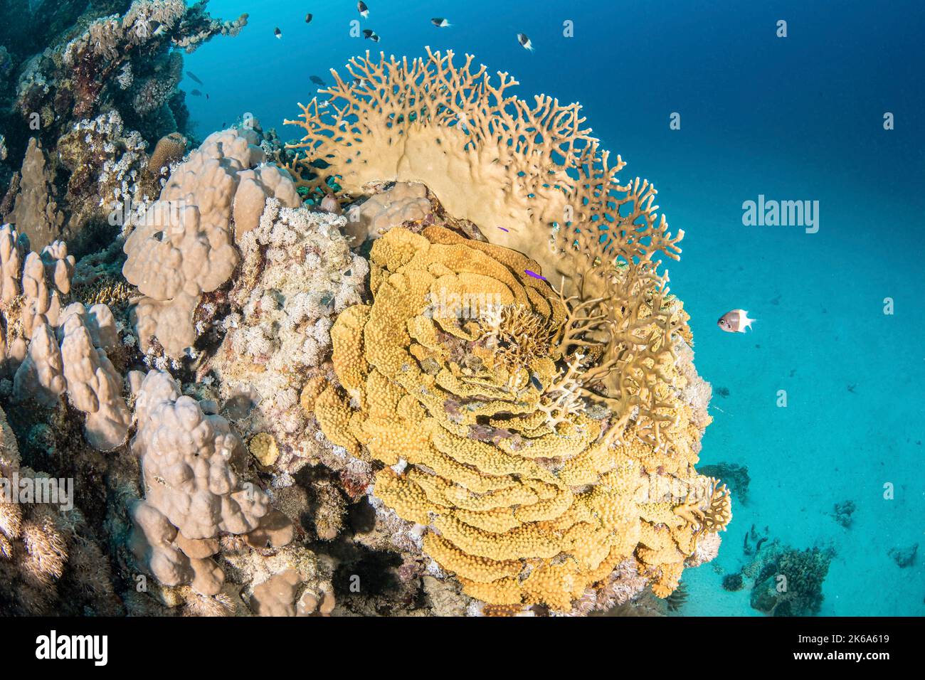 A coral formation spirals out from the center with a flair, Red Sea ...