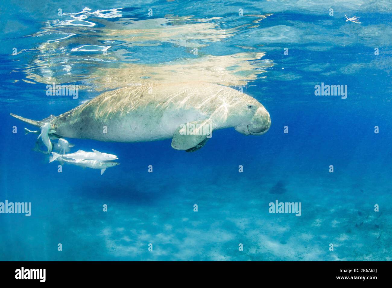 A dugong swims at the surface with several remoras trailing, Red Sea ...