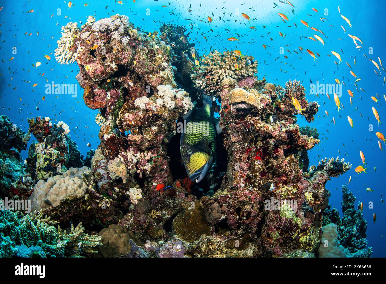 A titan triggerfish hovers in a cleaning station, Red Sea Stock Photo ...