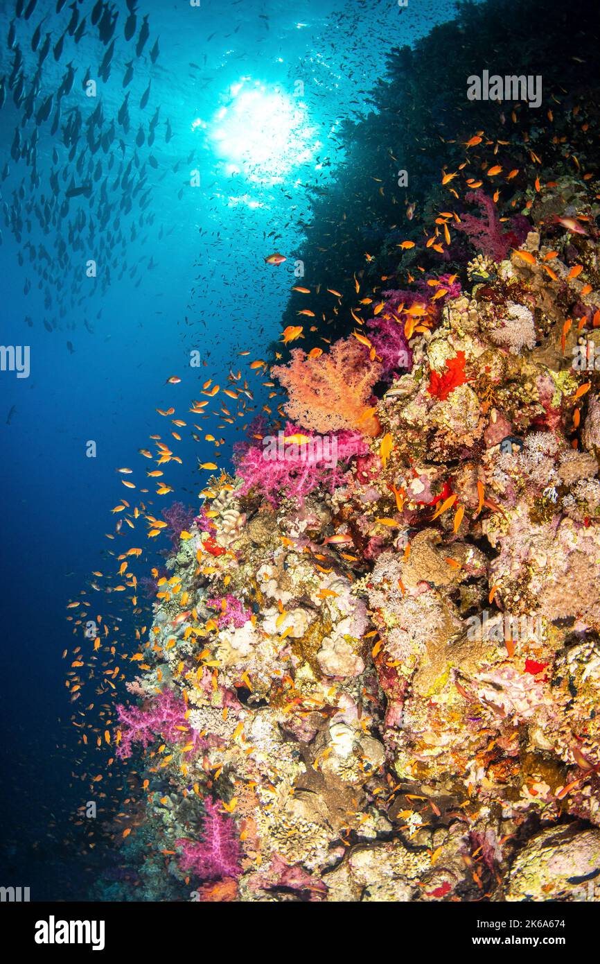 A coral wall and abundant fish life in Ras Mohammad National Park, Red ...