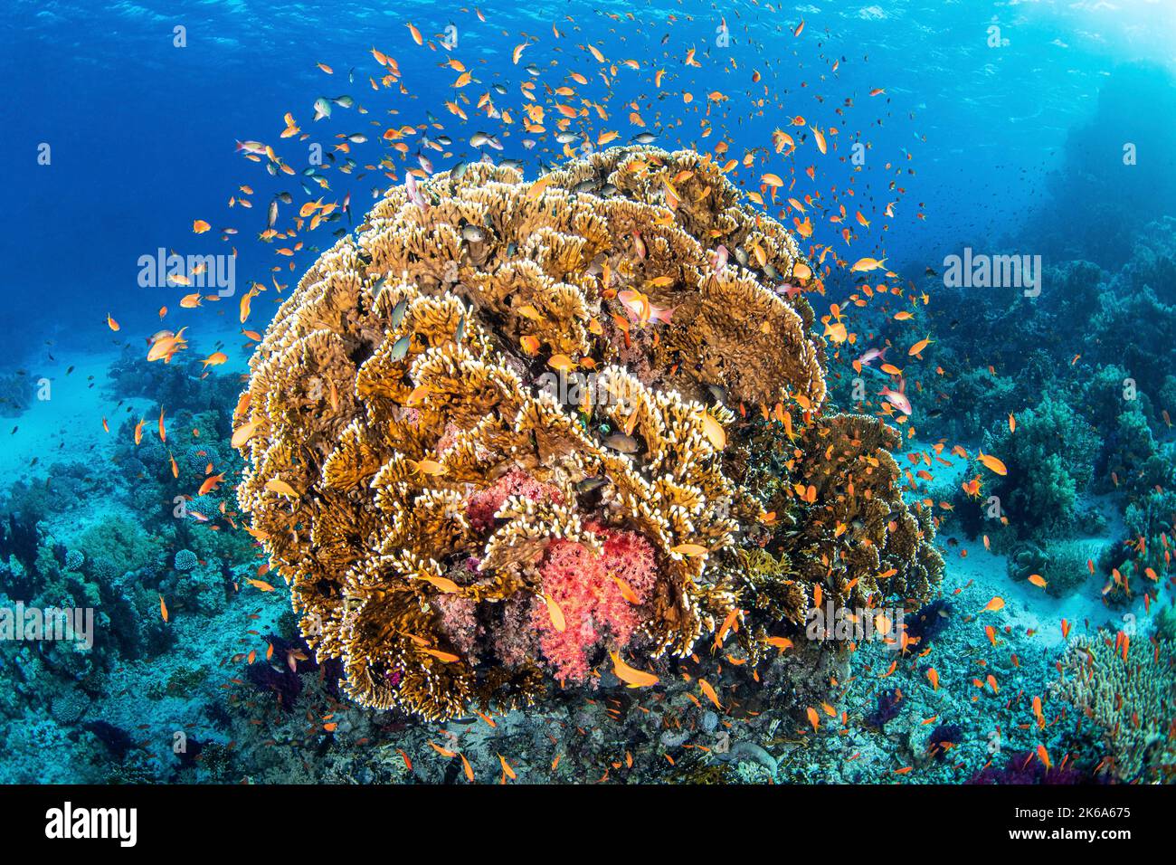 A coral bommie in the Red Sea at Yolanda Reef is full of anthias fish ...