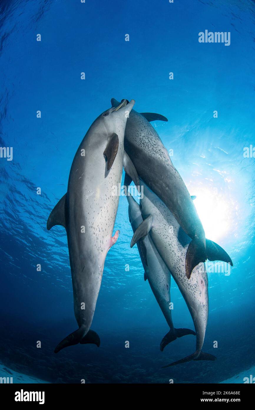 One female and three male Indo-Pacific bottlenose dolphins breeding ... One female and three male Indo-Pacific bottlenose dolphins breeding ...