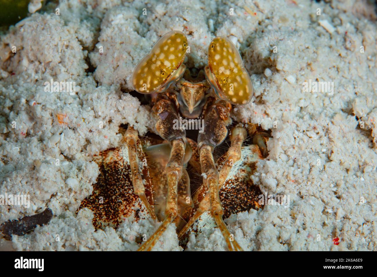 A large mantis shrimp, Lysiosquilla sp., peers out of its sandy lair ...