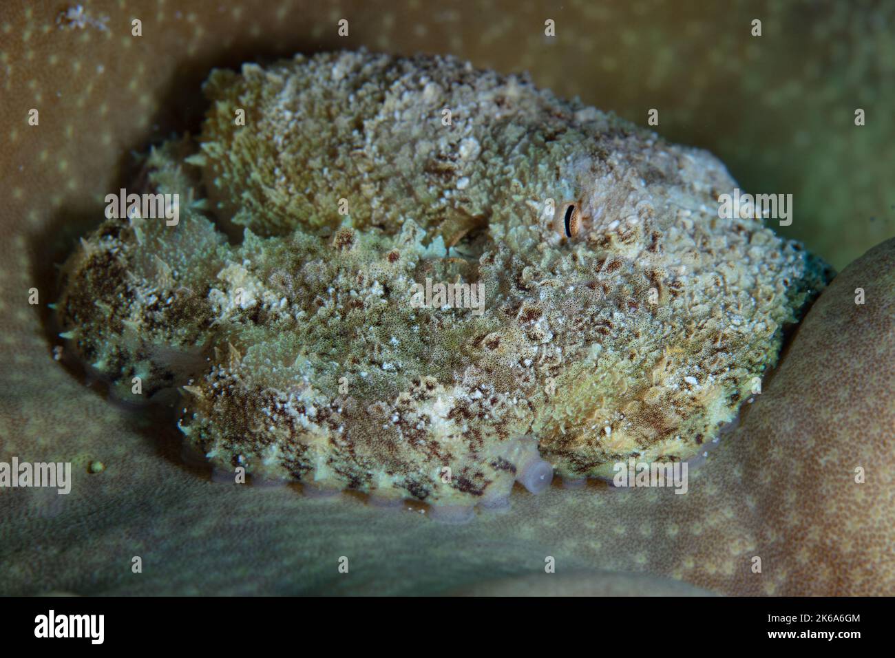 A small, well-camouflaged octopus, Amphioctopus mototi, hides on the ...