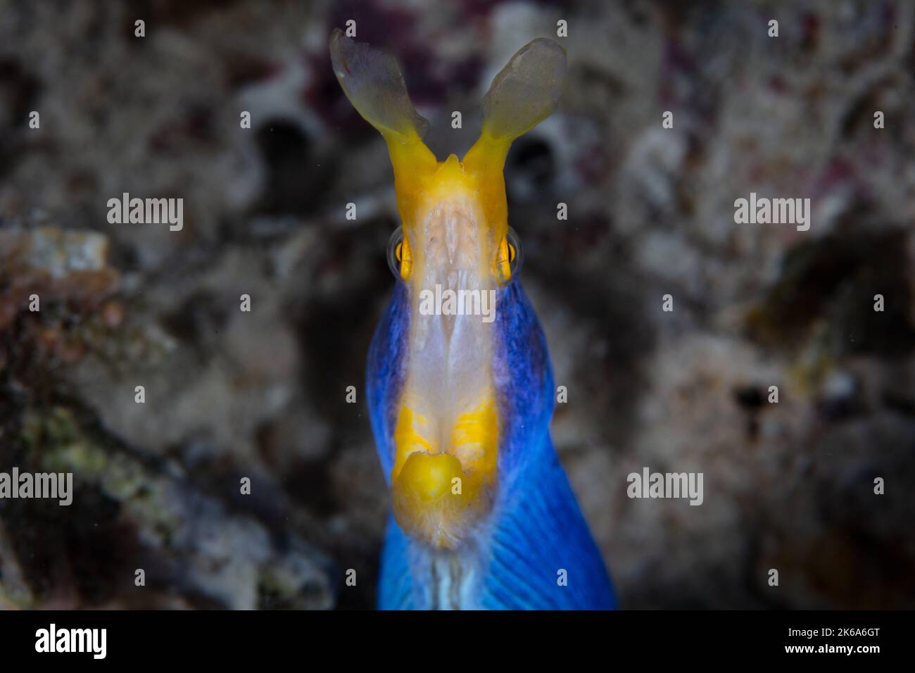 A beautiful male blue ribbon eel, Rhinomuraena quaesita, opens its wide ...