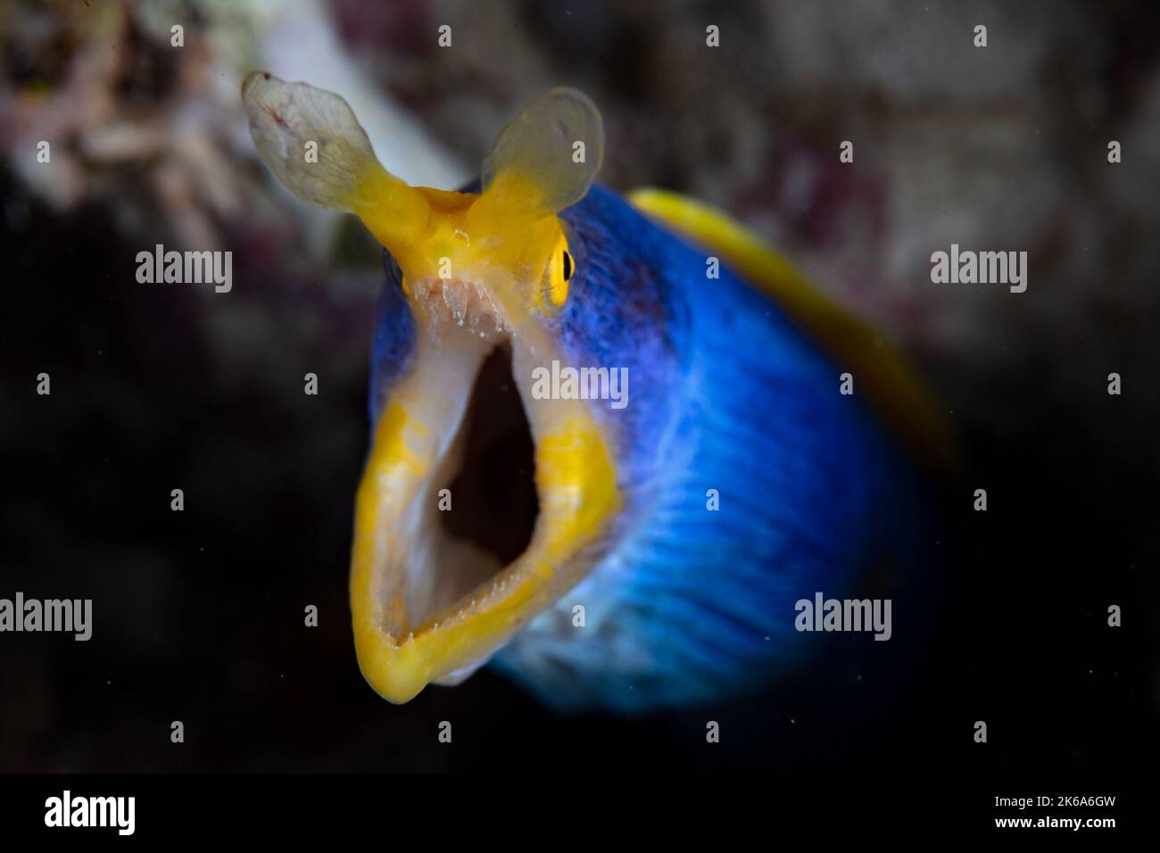 A beautiful male blue ribbon eel, Rhinomuraena quaesita, opens its wide ...