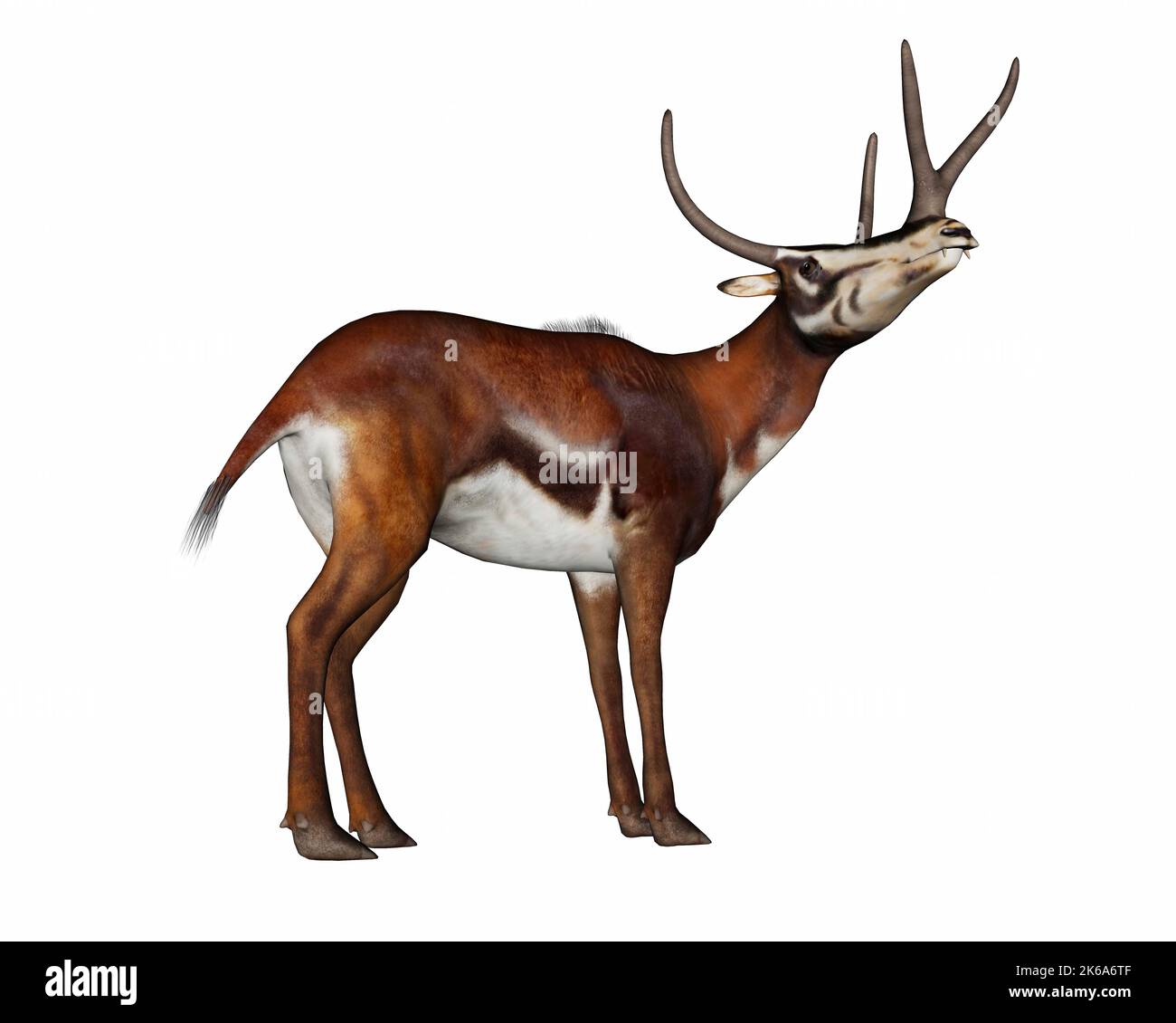 Kyptoceras mammal standing with head looking up, isolated on white ...