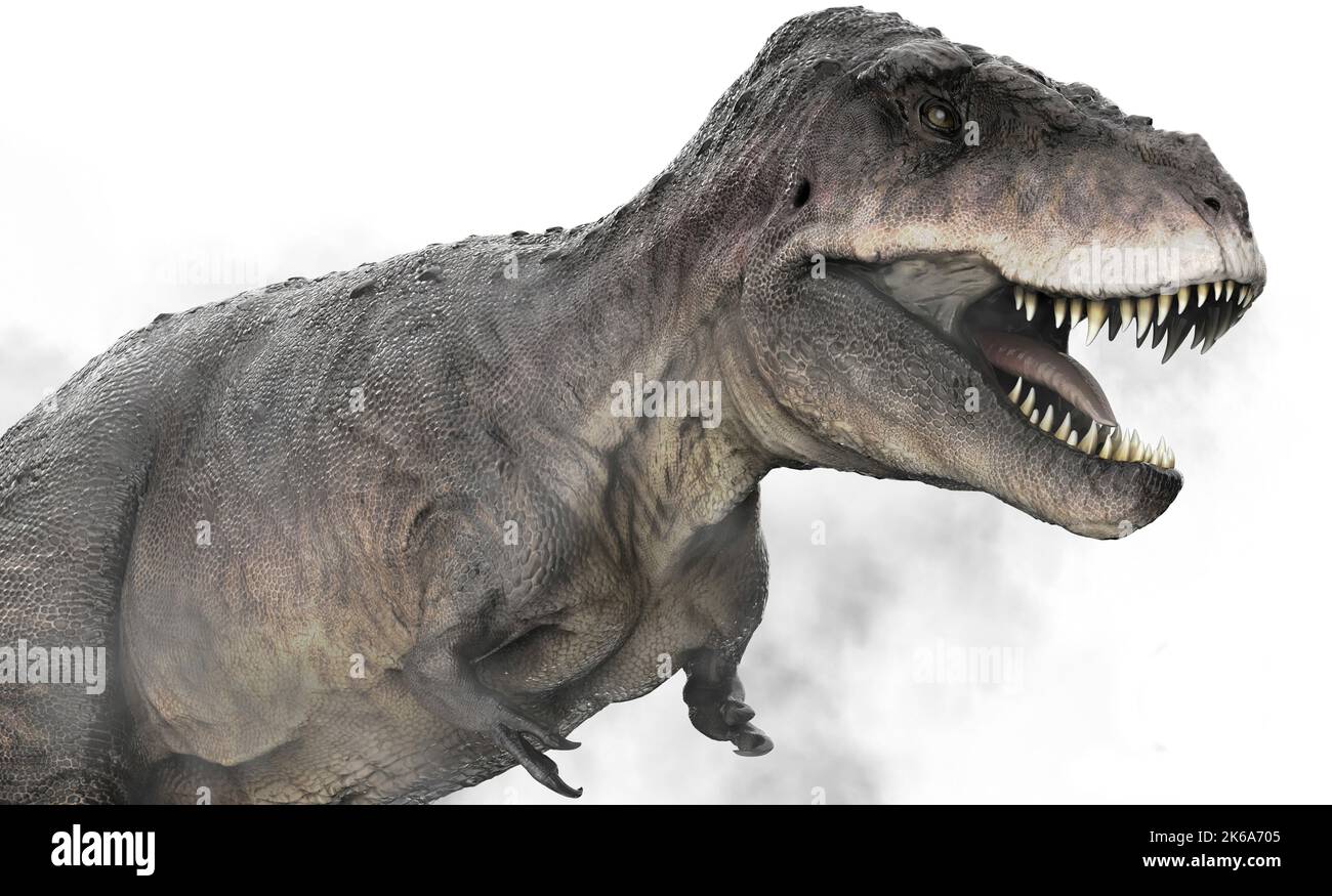 Tarbosaurus dinosaur on white background Stock Photo - Alamy