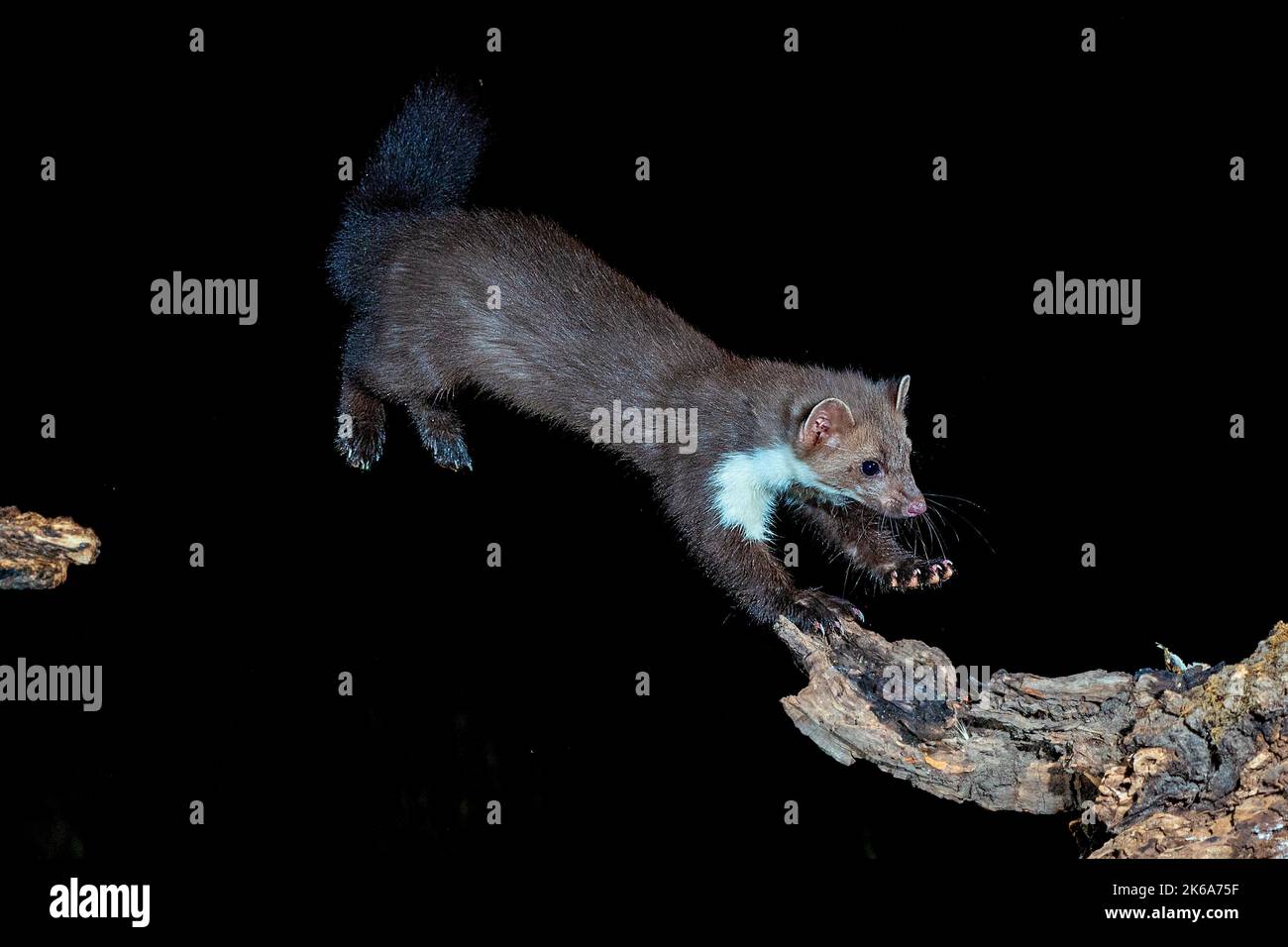 marten jumping between two trunks at night Stock Photo - Alamy