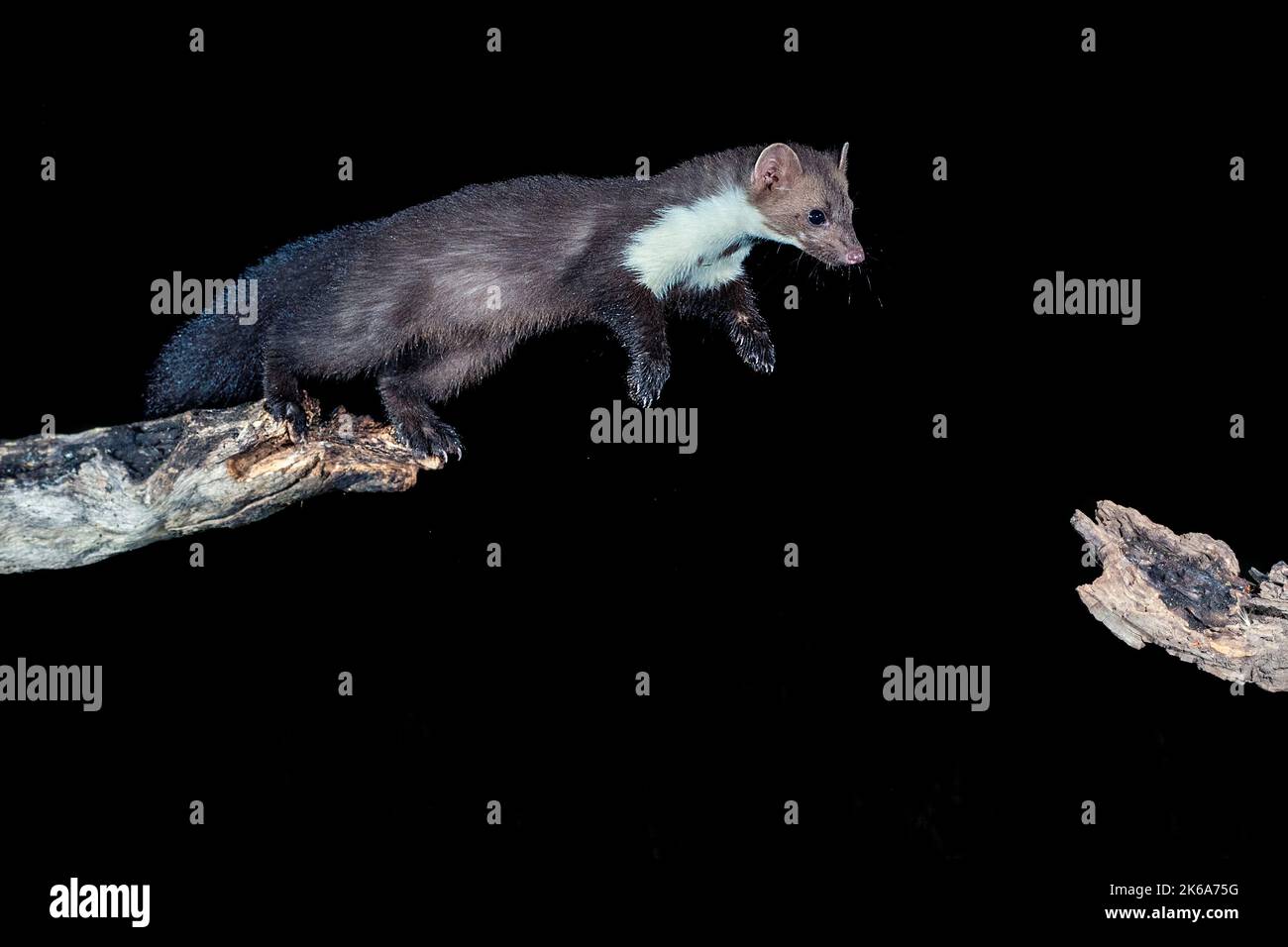 marten jumping between two trunks at night Stock Photo - Alamy