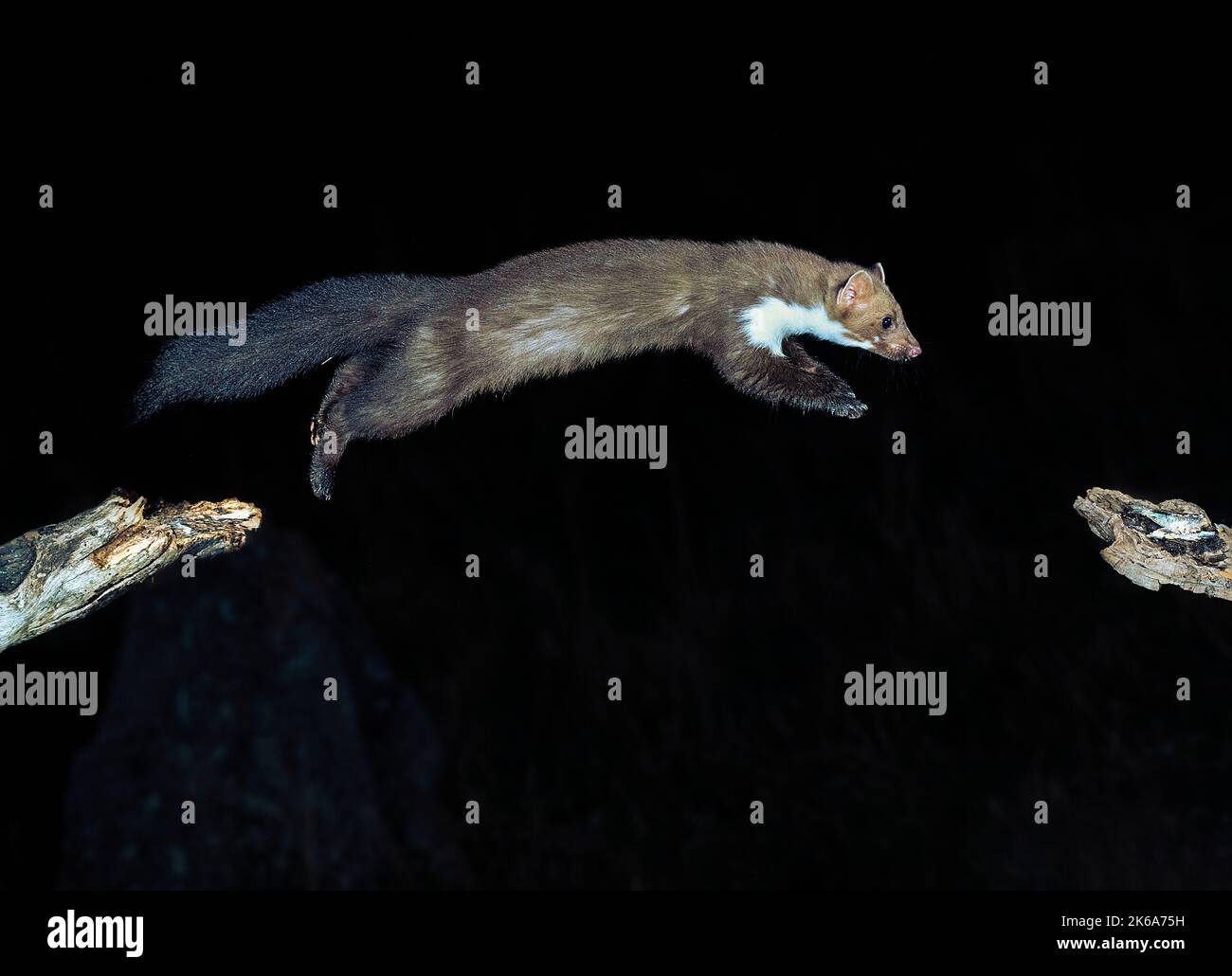 marten jumping between two trunks at night Stock Photo - Alamy