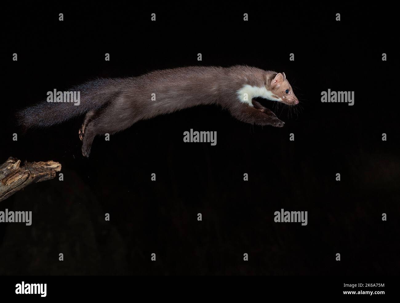 marten jumping between two trunks at night Stock Photo - Alamy