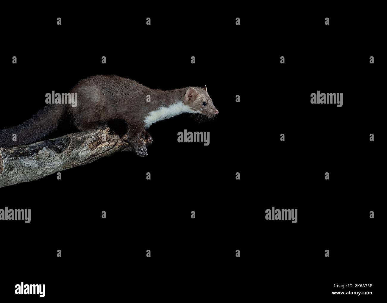 marten jumping between two trunks at night Stock Photo - Alamy