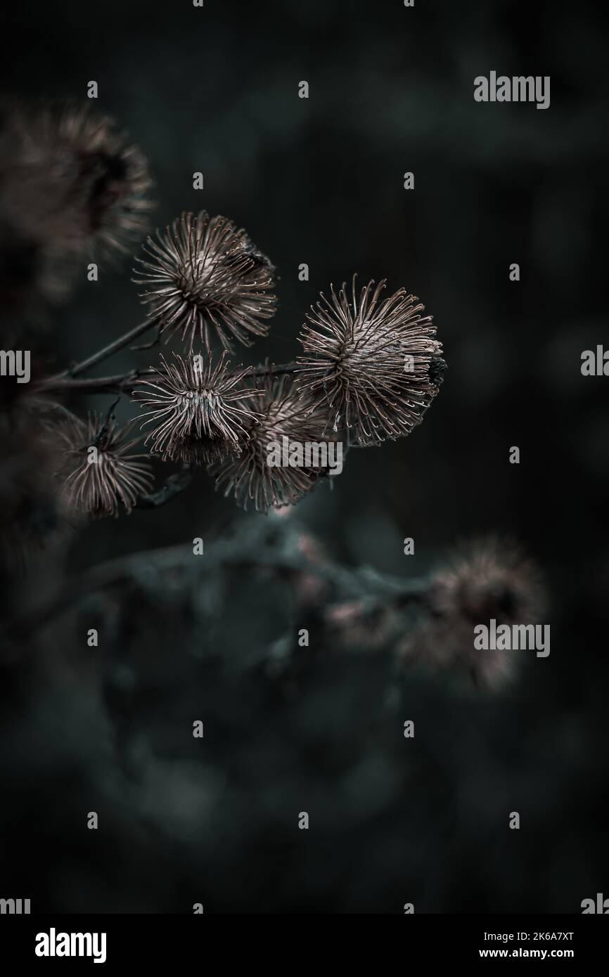 Close up dried thistle flower, fall season Stock Photo - Alamy
