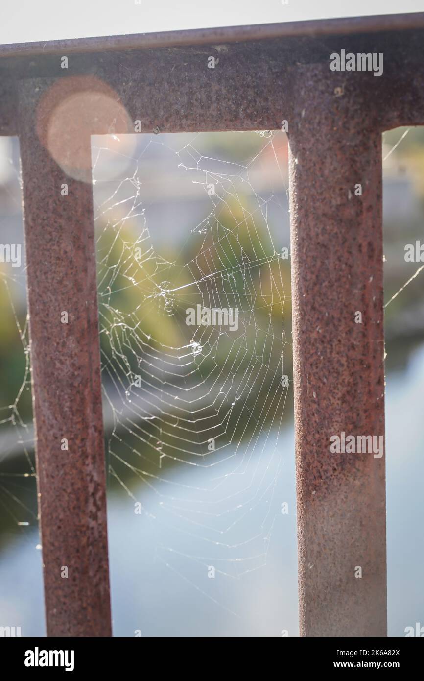 Spider web between two hi-res stock photography and images - Alamy