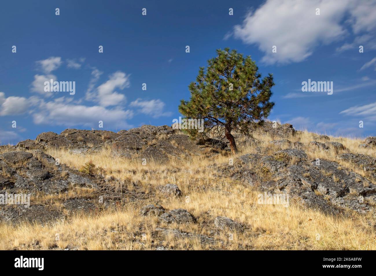 A scenic photo of a small tree on a hilltop under a blue sky in western ...