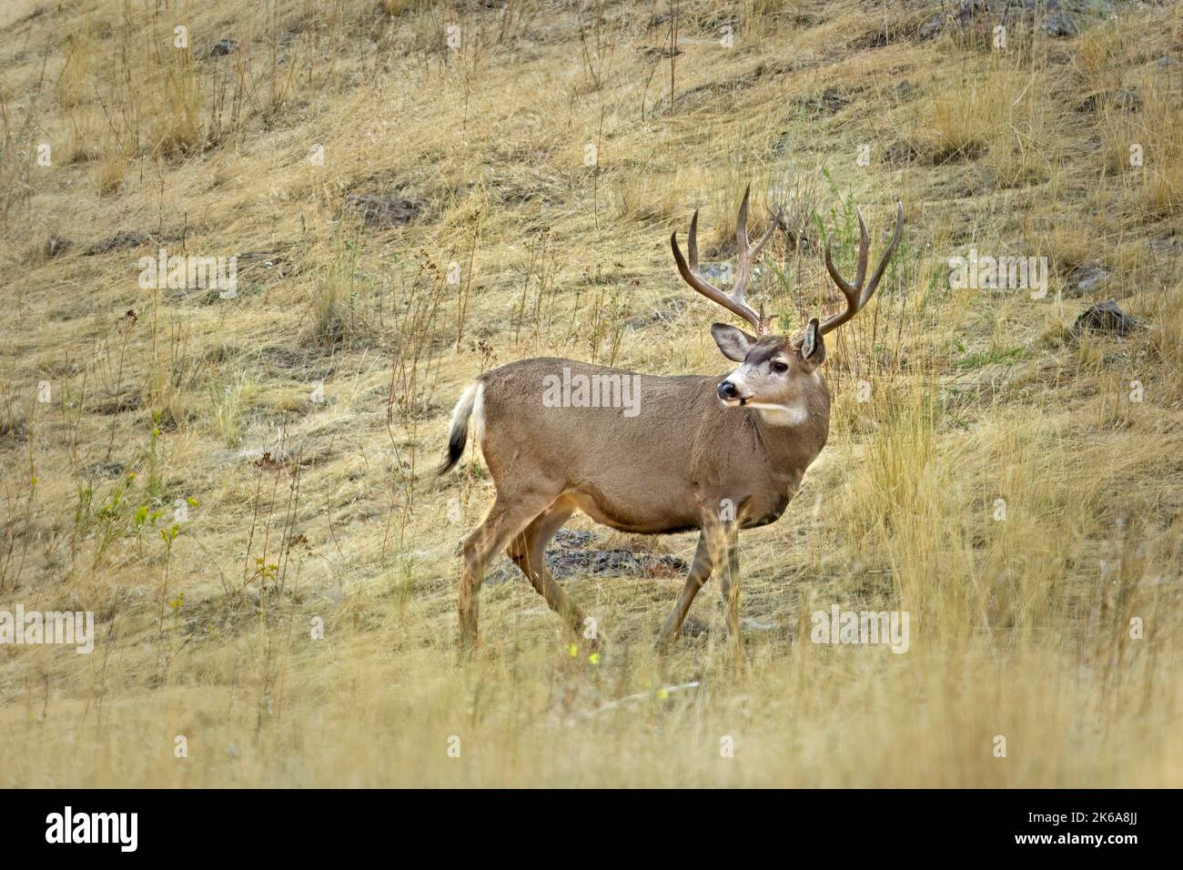 A male mule deer with antlers stands in the field in western Montana ...