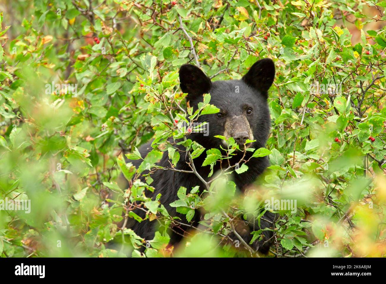 A small black bear cub is in the bushes eating berries in western Montana Stock Photo - Alamy