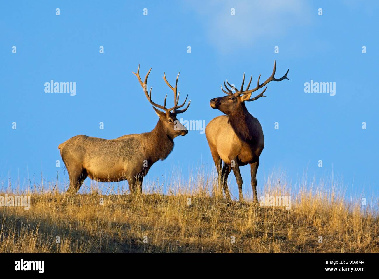 Two large bull elk stand on the top of a hill against the blue sky in ...