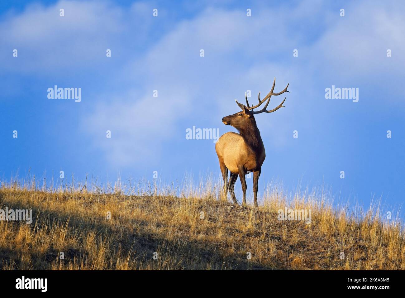 A large bull elk stands on the top of a hill against the blue sky in ...