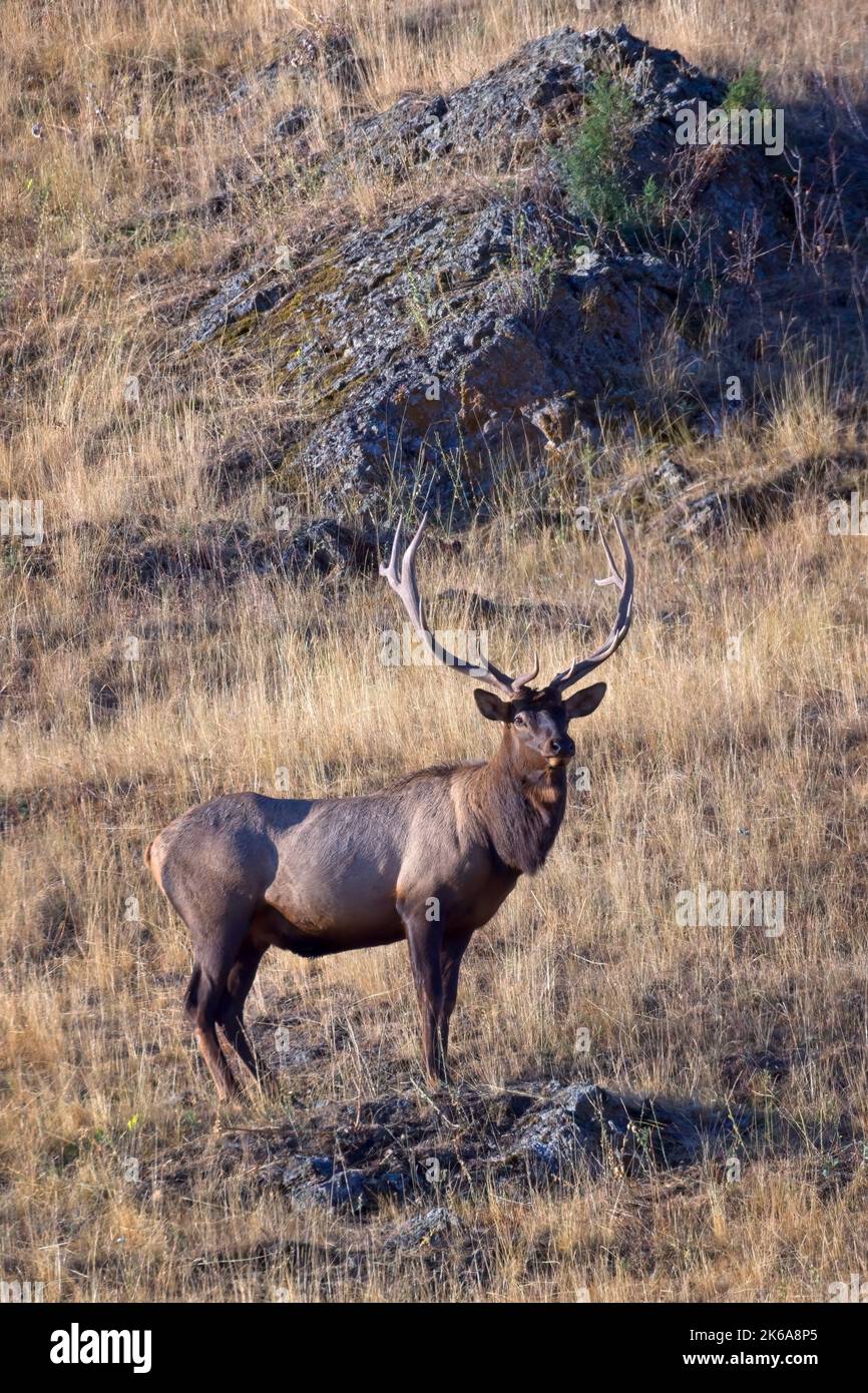 Portraiture of a large bull elk stands in short dry grass in western ...