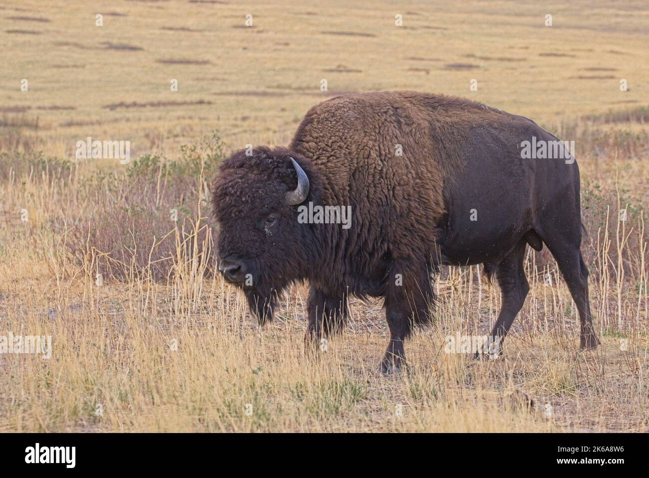 A close up photo of a large bison near Charlo Montana Stock Photo - Alamy