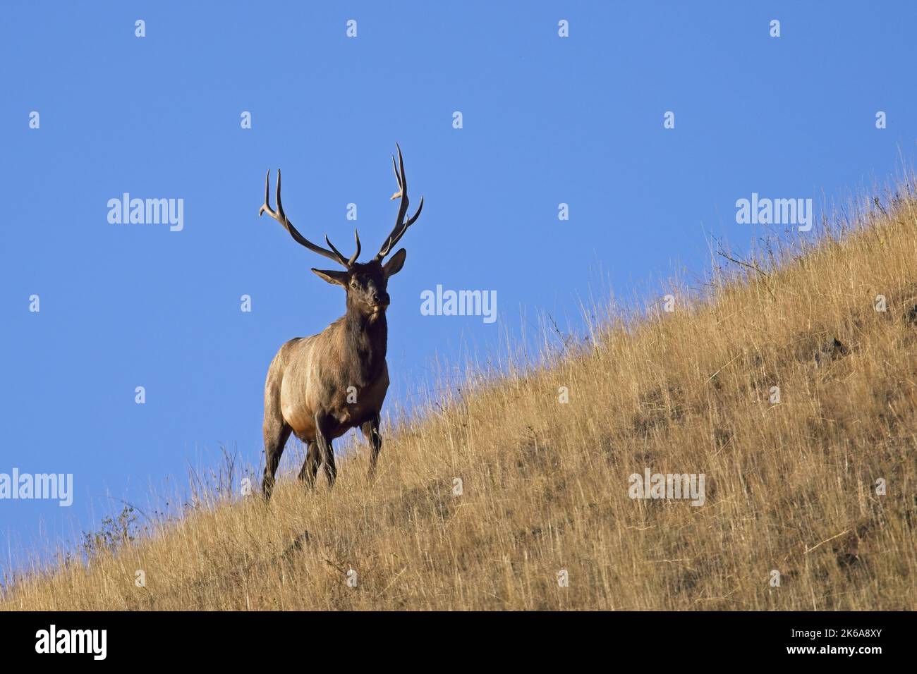 A large majestic elk walks on the side of a hill in the morning light ...