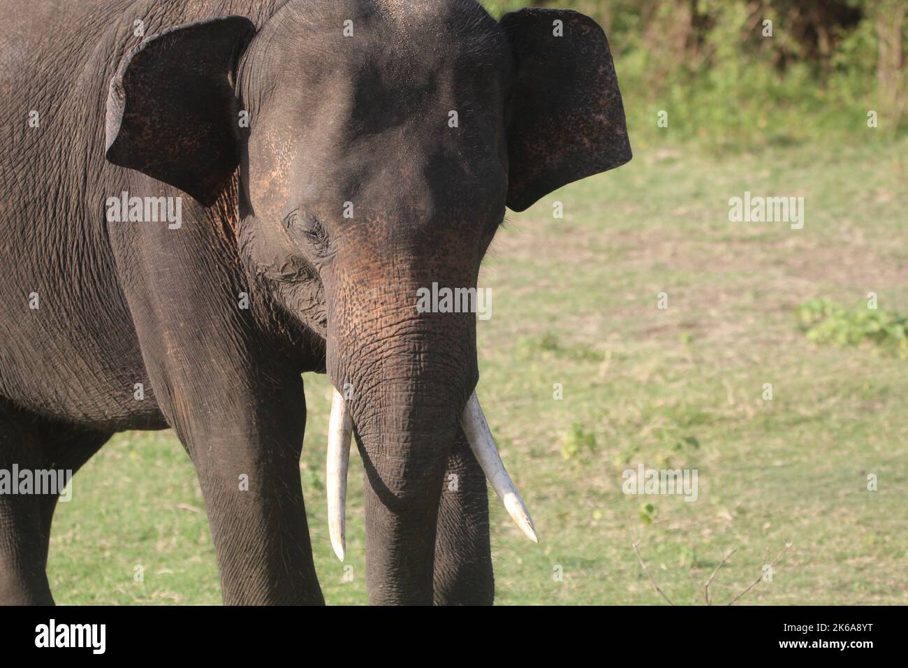 The great gathering in Minneriya National Park, Sri Lanka. Visit Sri ...