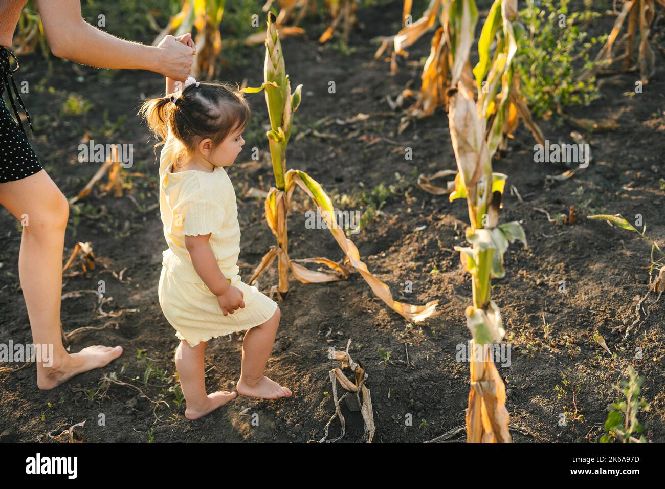 Mother with her little daughter walking in their growing corn field ...