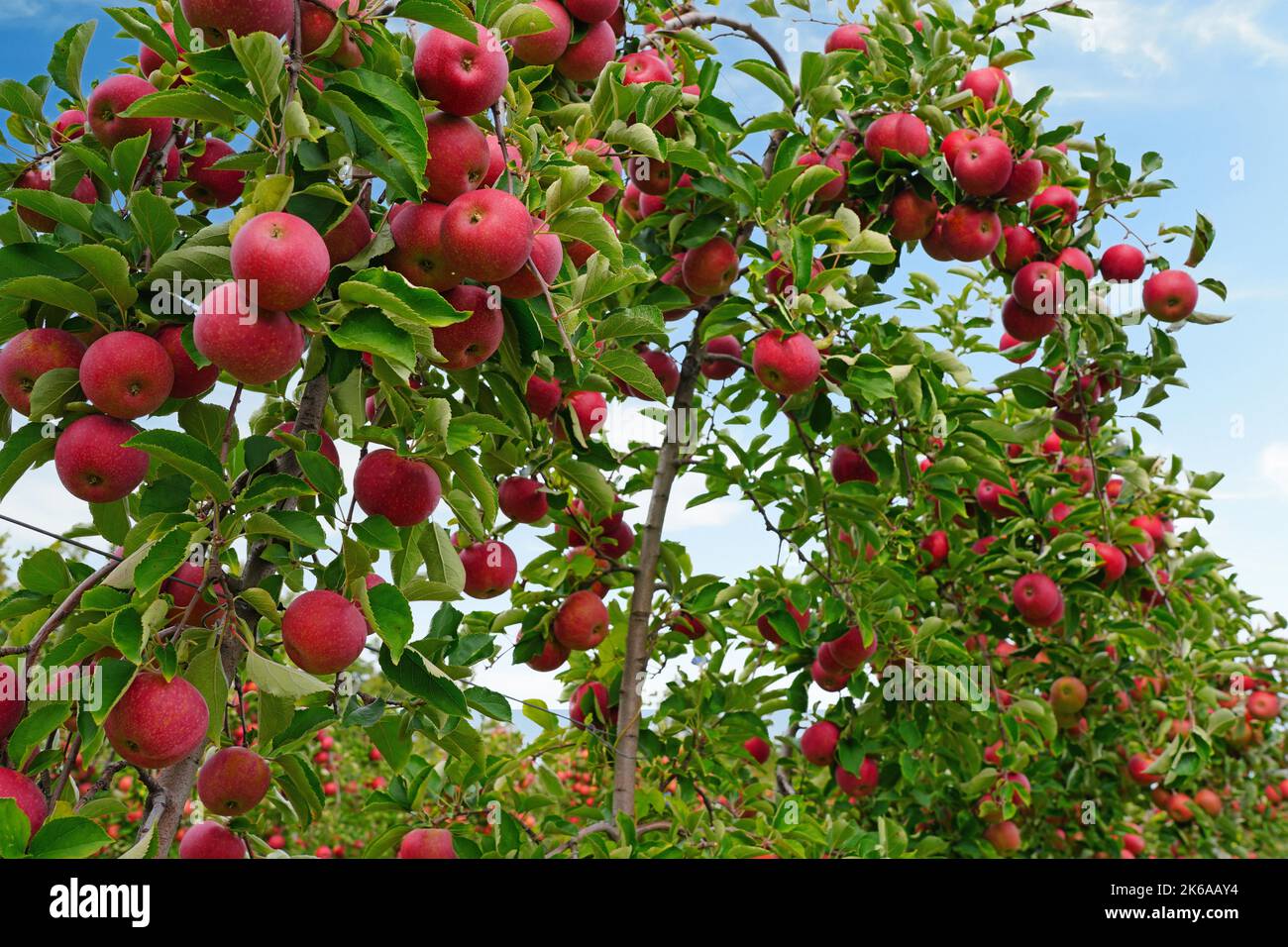 Fresh apples growing on trees at an apple orchard Stock Photo - Alamy