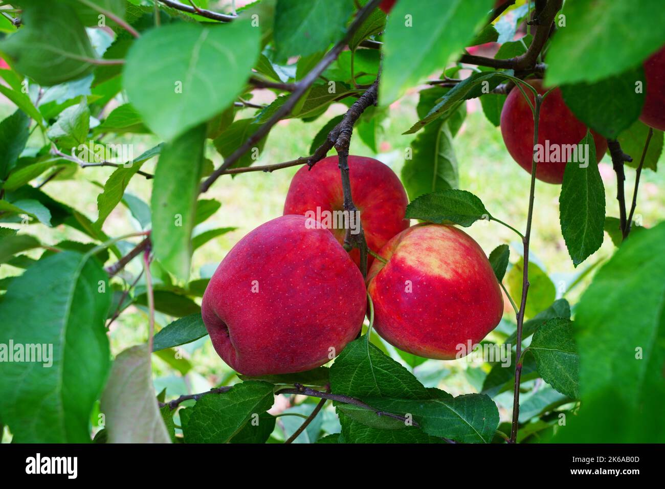 Fresh apples growing on trees at an apple orchard Stock Photo - Alamy