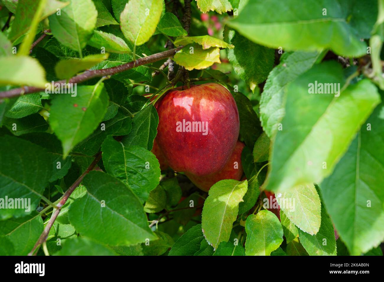 Fresh apples growing on trees at an apple orchard Stock Photo - Alamy