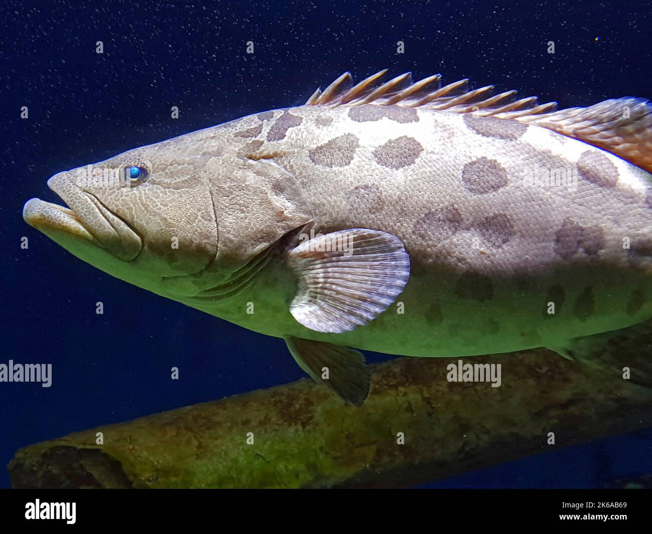 Leopard Grouper, Red Sea Stock Photo - Alamy