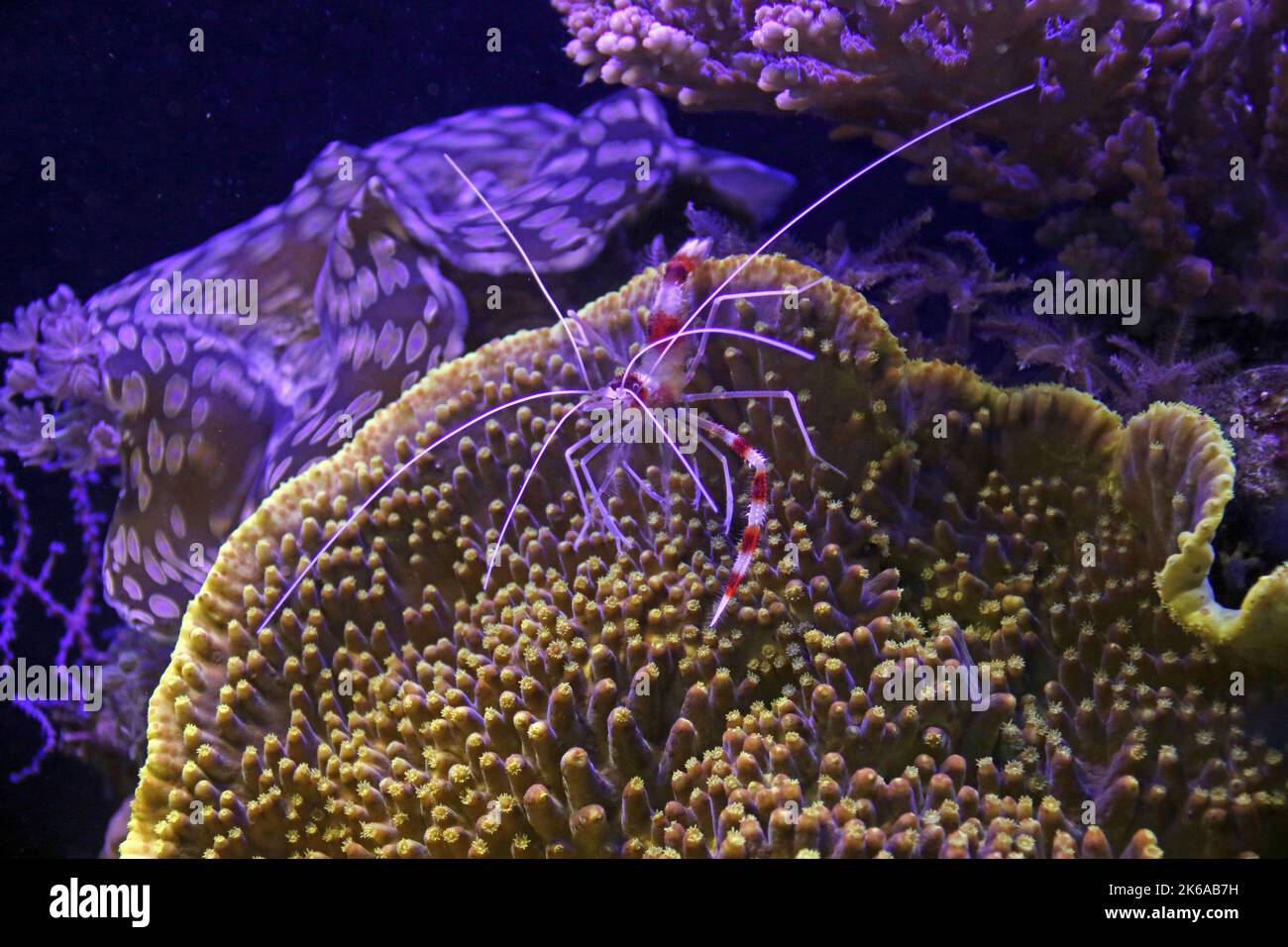Krill in the Red Sea Stock Photo - Alamy