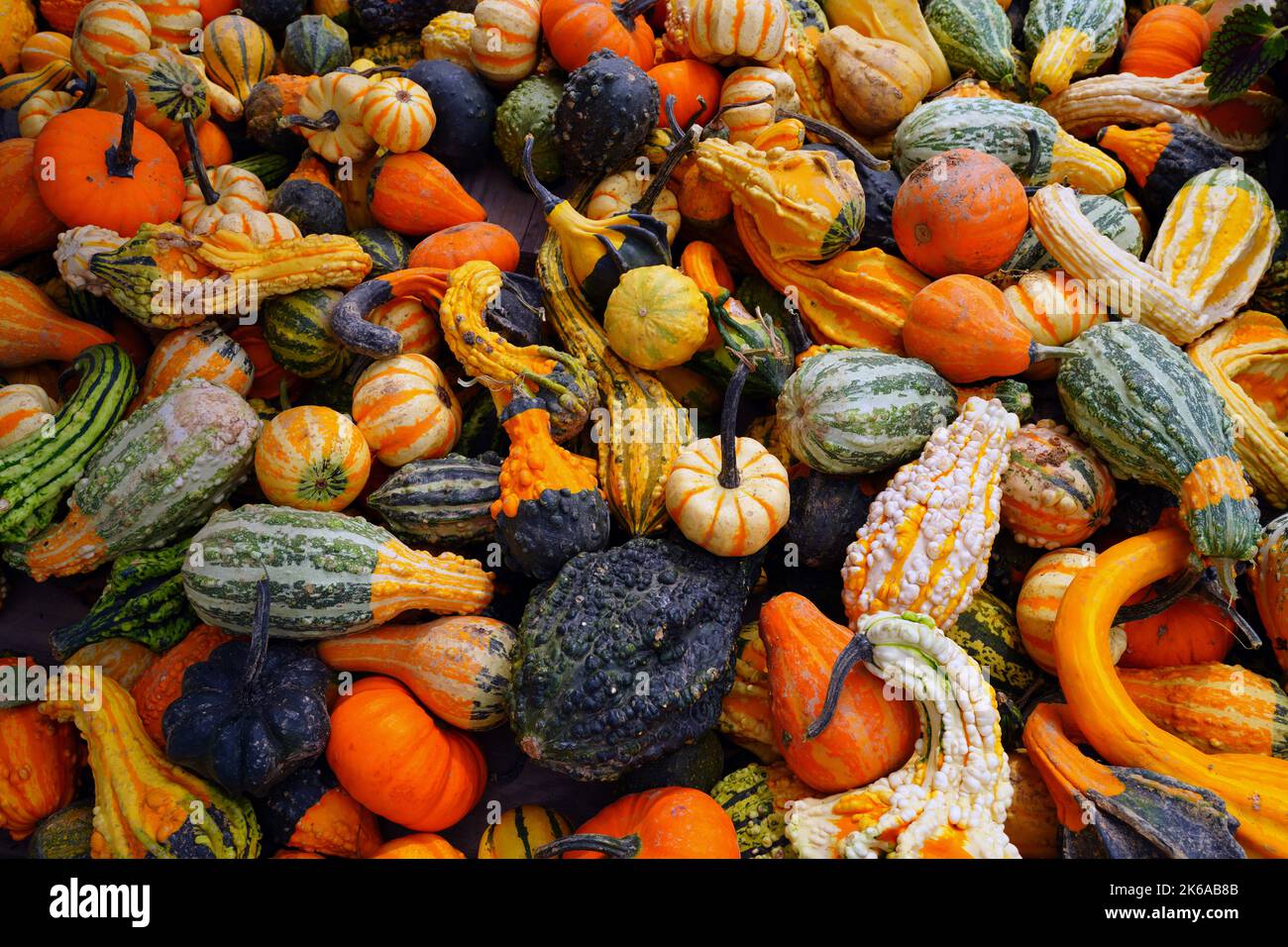 Colorful orange and green decorative mini pumpkins and gourds in the ...