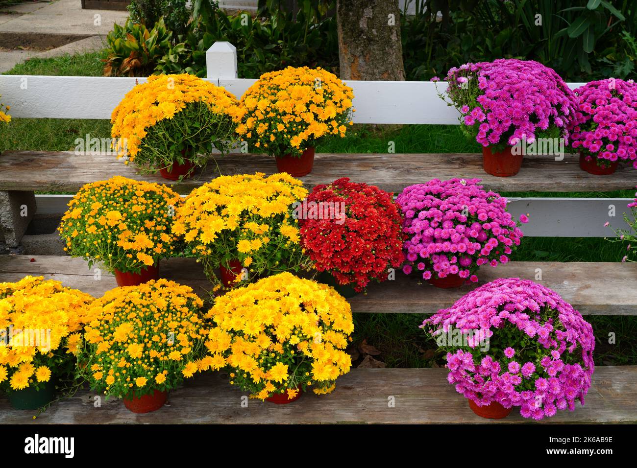 Colorful chrysanthemum flowers in the fall Stock Photo - Alamy