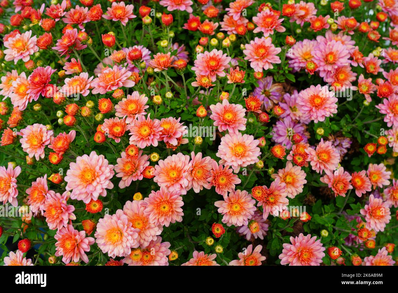 Colorful chrysanthemum flowers in the fall Stock Photo - Alamy