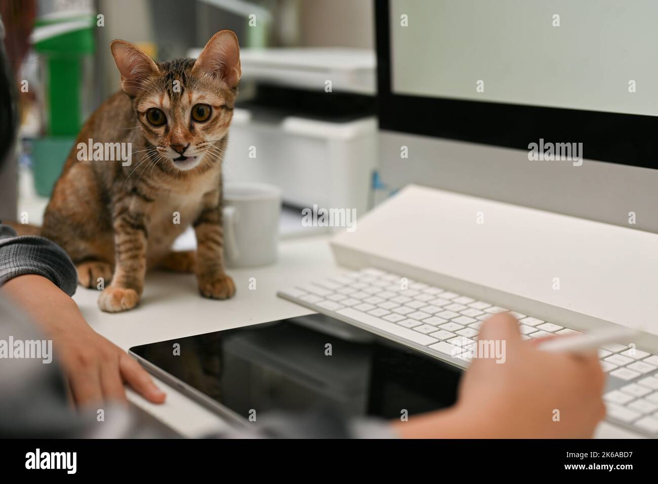 Kitten sitting on a desk hi-res stock photography and images - Alamy
