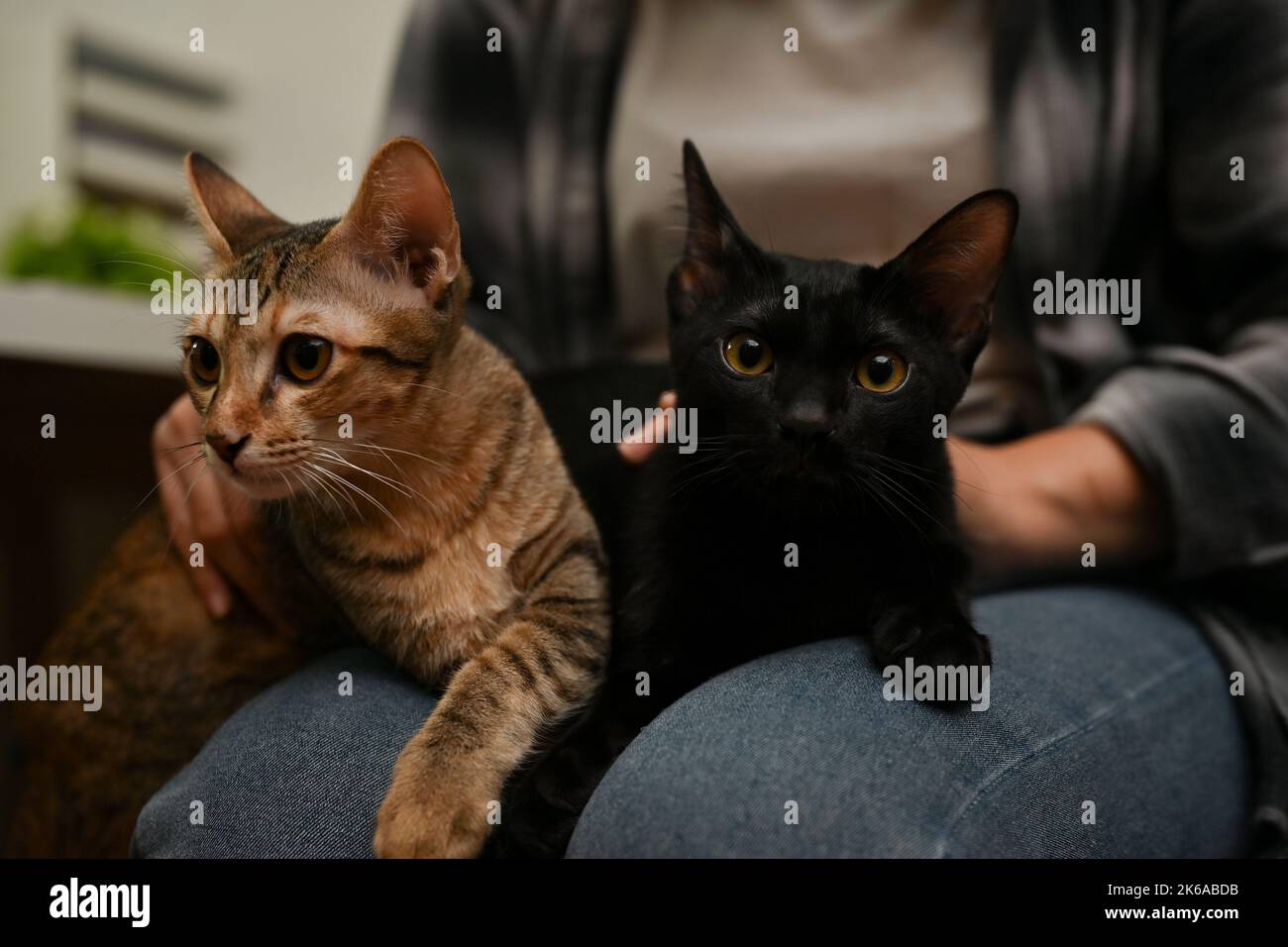 Adorable domestic tabby cat and black cat are laying on their female ...