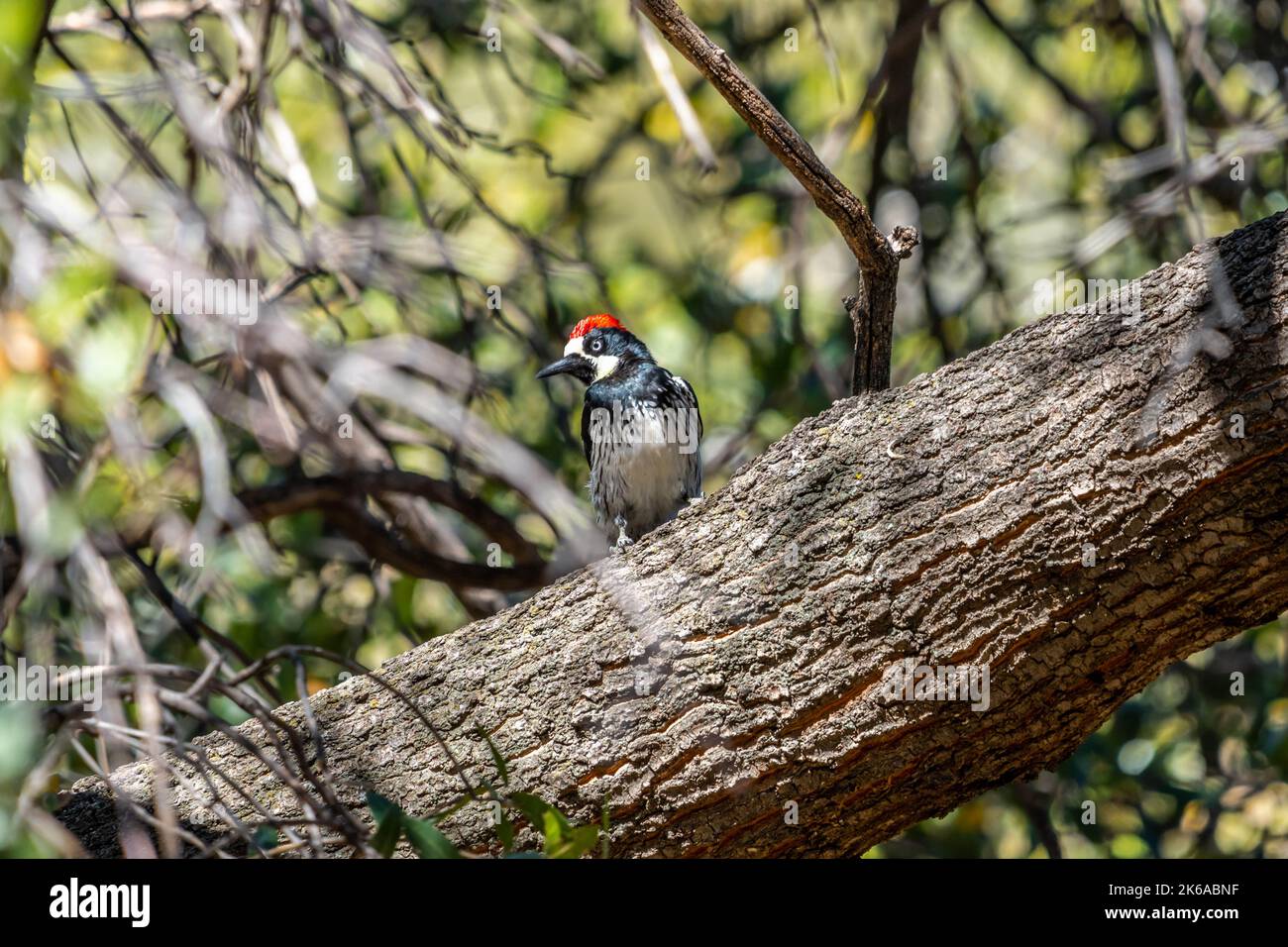 An Acorn Woodpecker in Madera Canyon, Arizona Stock Photo - Alamy