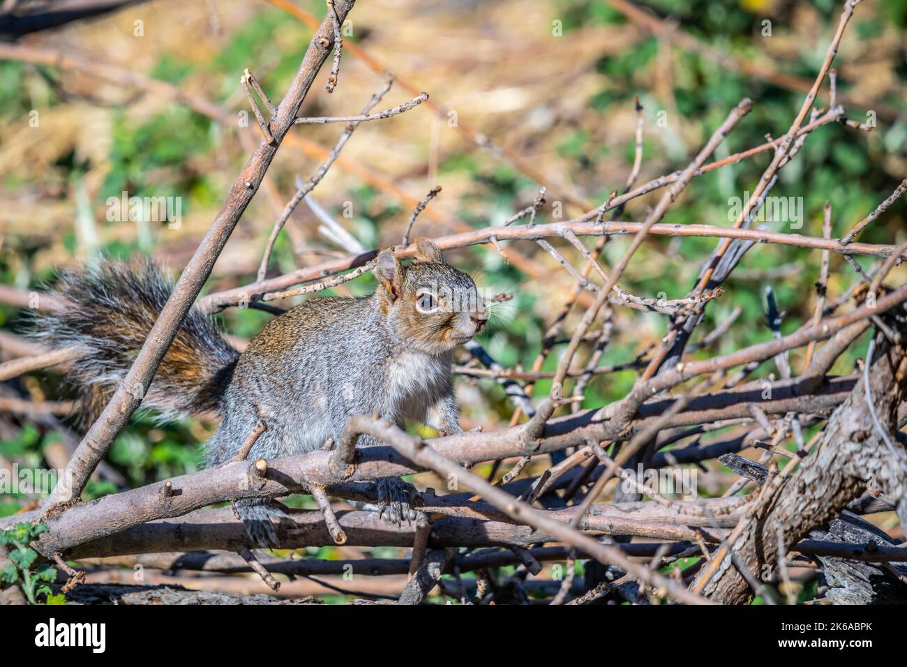 A gray squirrel in Madera Canyon, Arizona Stock Photo - Alamy