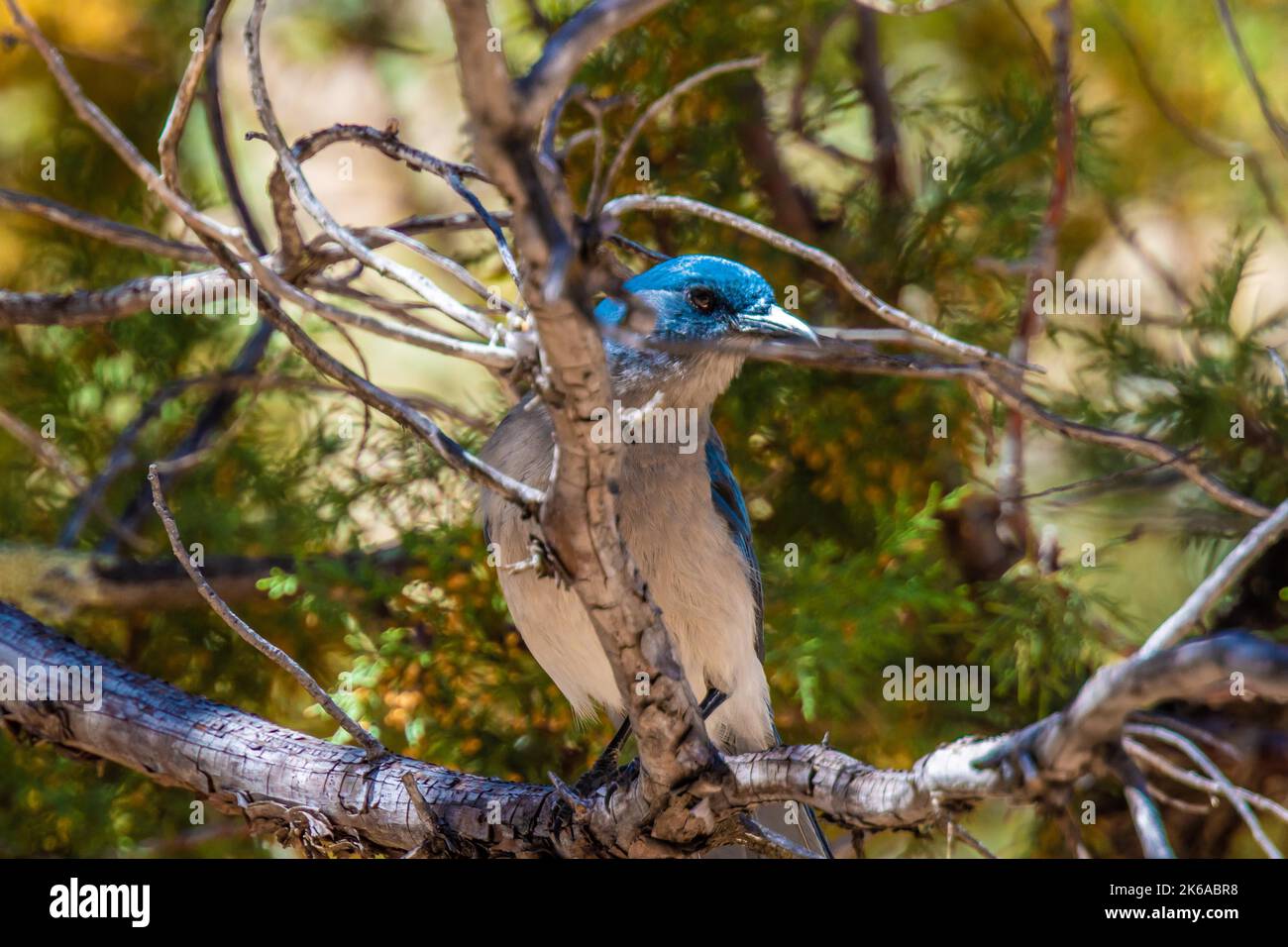 A Mexican Jay in Madera Canyon, Arizona Stock Photo - Alamy