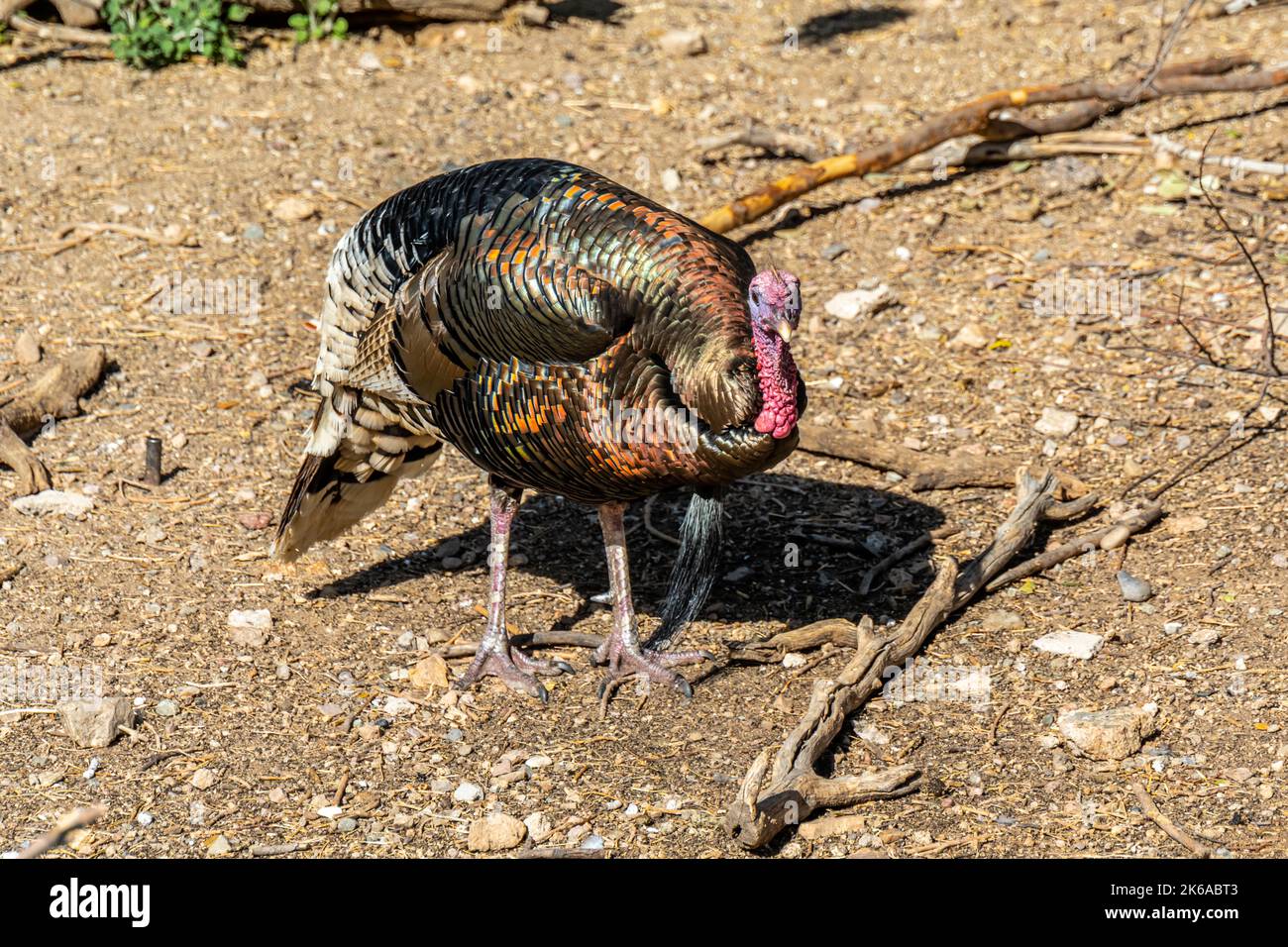 A large Turkey Vulture in Madera Canyon, Arizona Stock Photo - Alamy