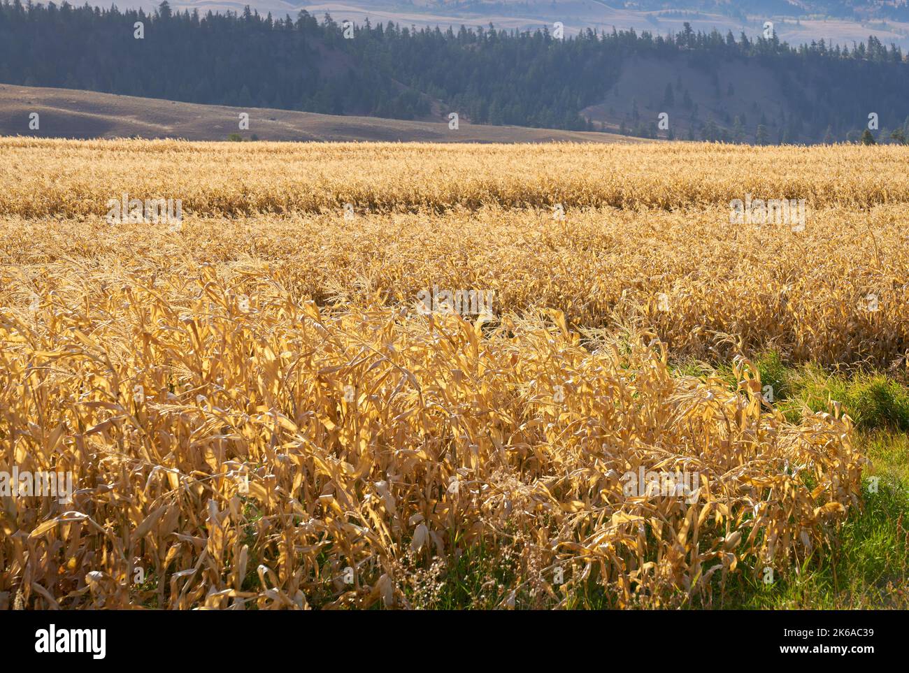 Corn Field Drought Devastation. Acres of dead and dry corn stalks due ...