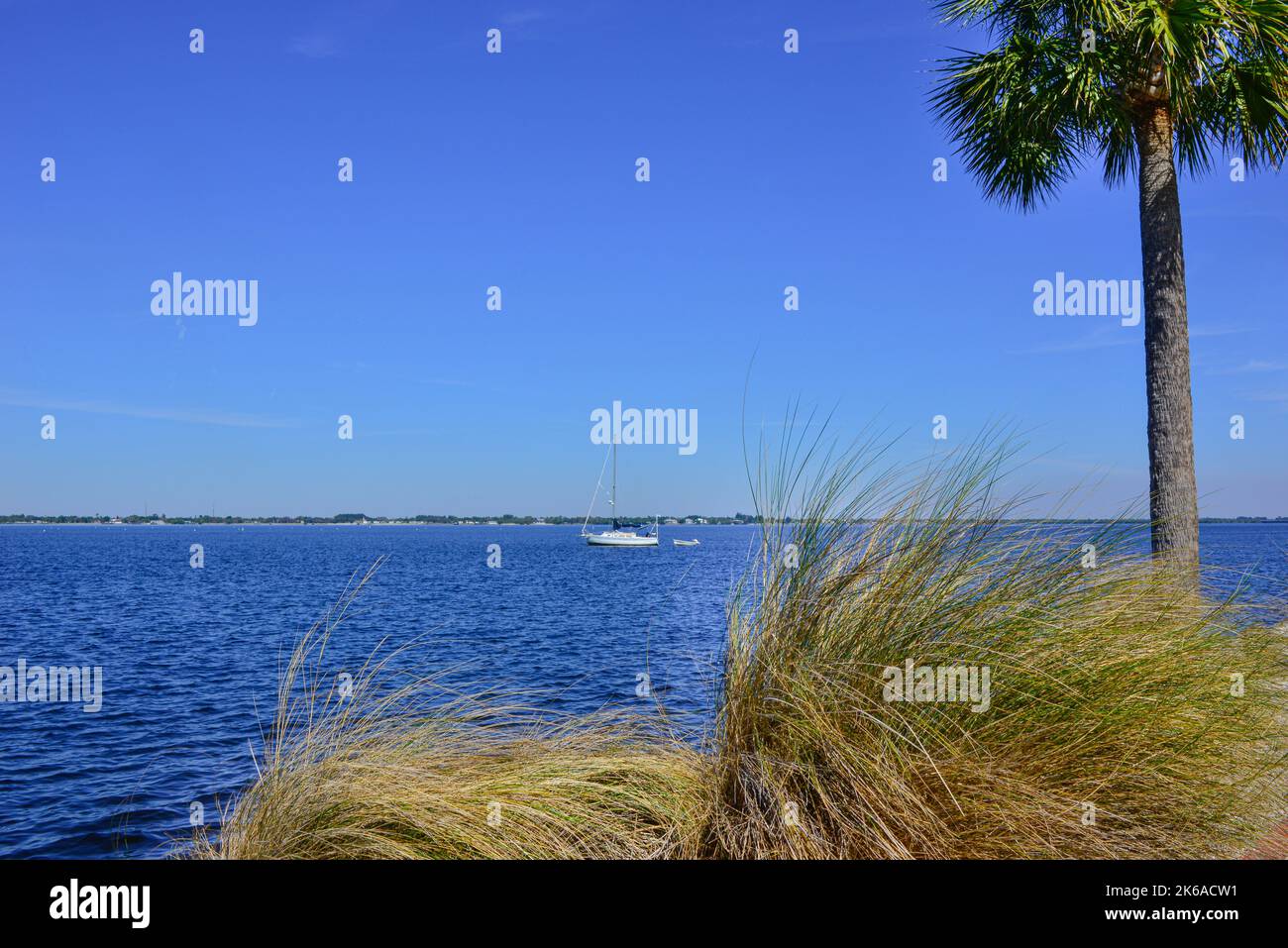 Wiregrass hi-res stock photography and images - Alamy