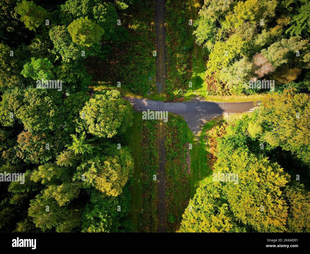 An aerial view of crossing trails in the forest Stock Photo - Alamy