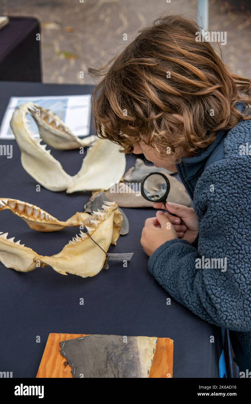 Magnifying glass in hand, a 7 year old boy studies shark jaws and teeth ...